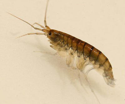 Introducing – The Scuds