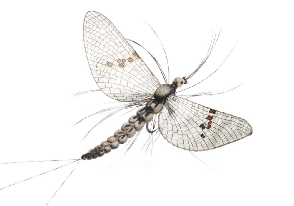 Mayfly Top